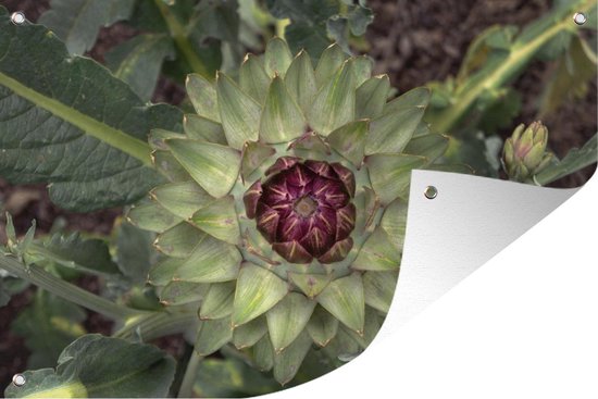 Tuinposters buiten Een opvallende kop van een kardoen in Londen vanaf ...