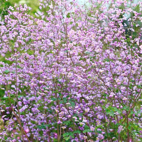 6x Ruit (Thalictrum delavayi) - P9 pot (9x9) | bol
