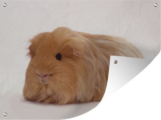 Tuin decoratie Sheltie cavia - 40x30 cm - Tuindoek - Buitenposter | bol