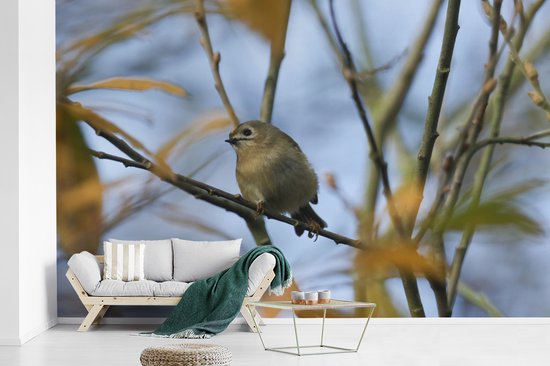 Behang - Fotobehang De pracht van een goudhaantje tussen de takken van ...