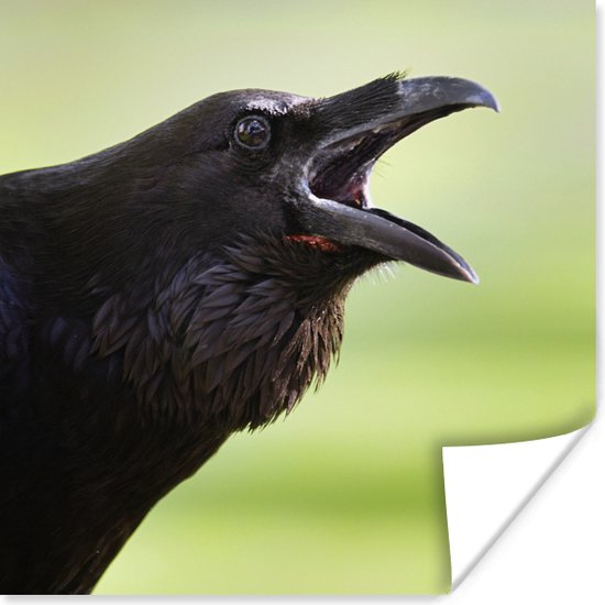 Présentoir affiche d'un corbeau qui chante 50x50 cm - Tirage photo sur ...