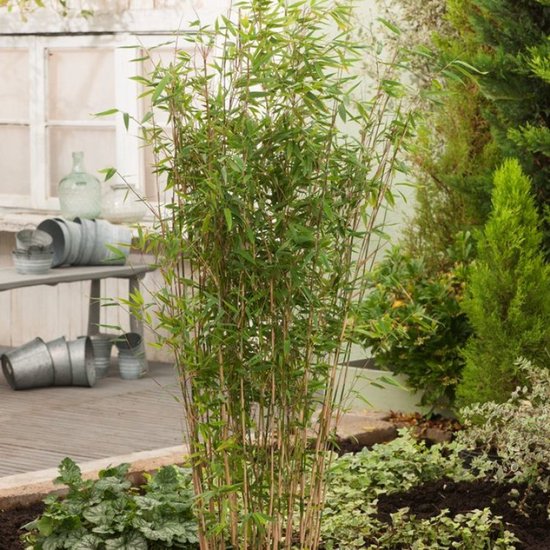 Plants Online BV - Planten - Set van 1 - Fargesia 'Obelisk' 125- 150cm ...
