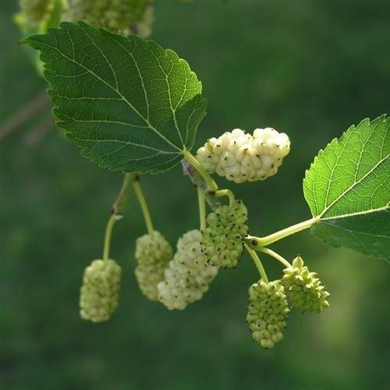 Moerbeibessen Wit gedroogd - 1 Kg - Holyflavours - Biologisch | bol