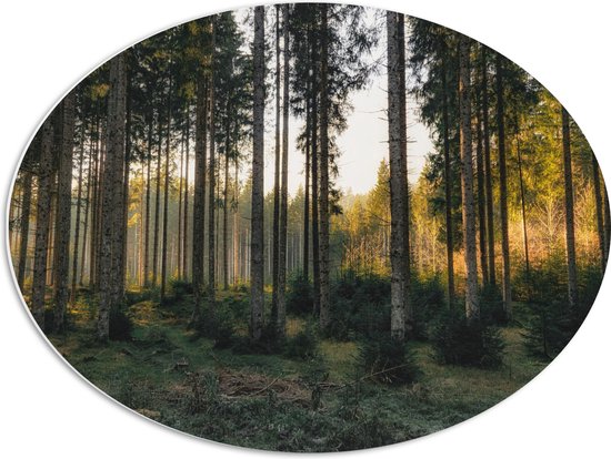 WallClassics - PVC Schuimplaat Ovaal - Bos met Kleine en Grote Bomen ...