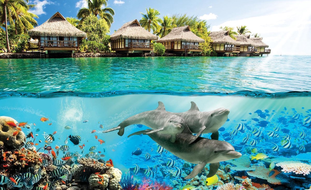 Fotobehangkoning - Behang - Fotobehang - Dolfijnen in Hawaii - Zee ...