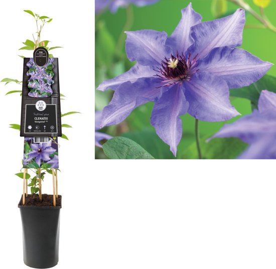 Klimplant Clematis Konigskind PBR 75 cmVan der Starre | bol.com
