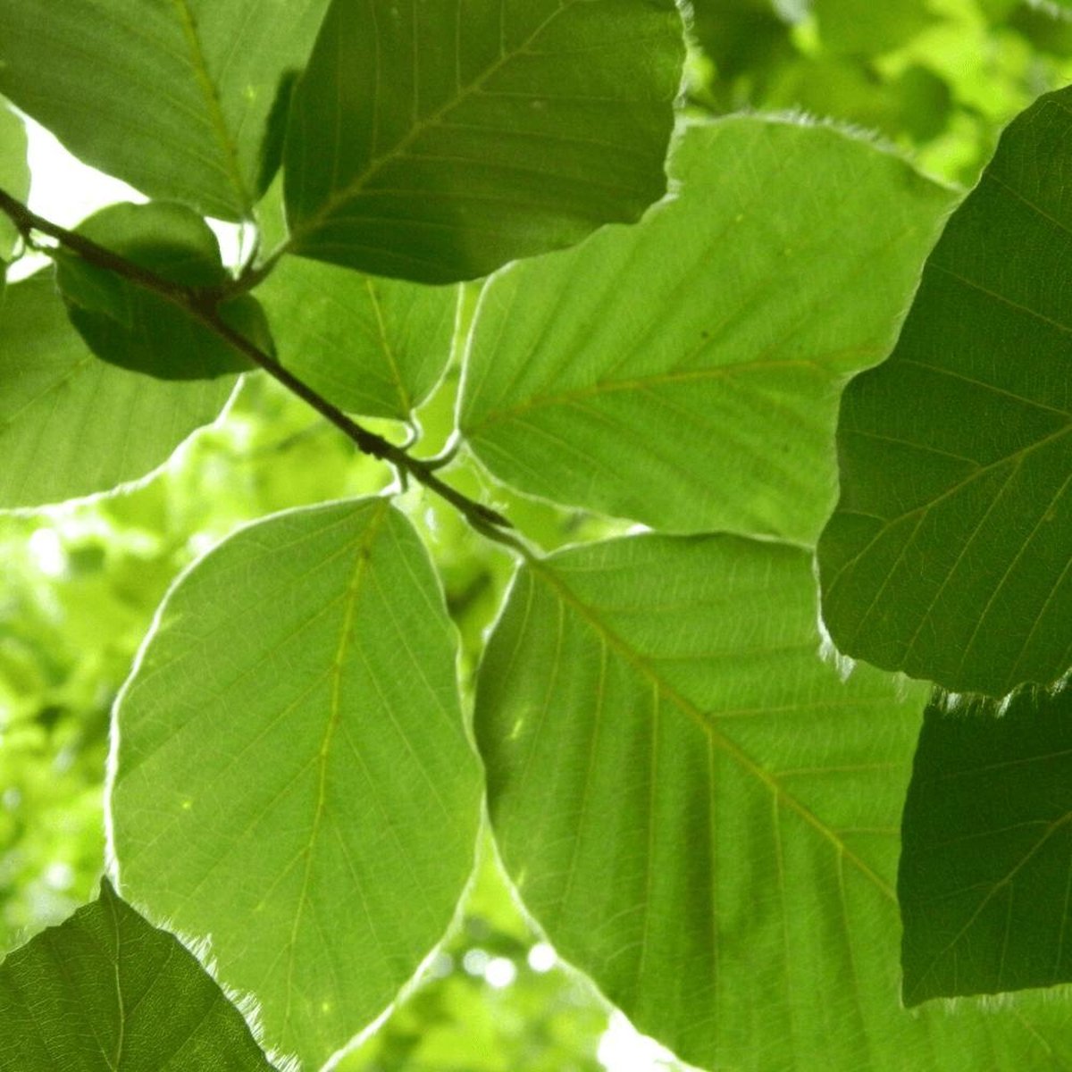 Groene Beuk - Fagus sylvatica | Stamomtrek: 16-18 cm | bol.com
