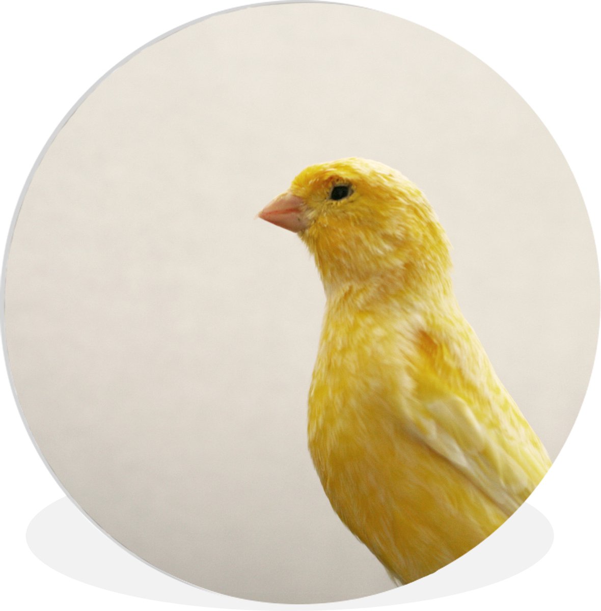 Gros plan d'un canari jaune sur fond blanc Assiette en plastique cercle ...