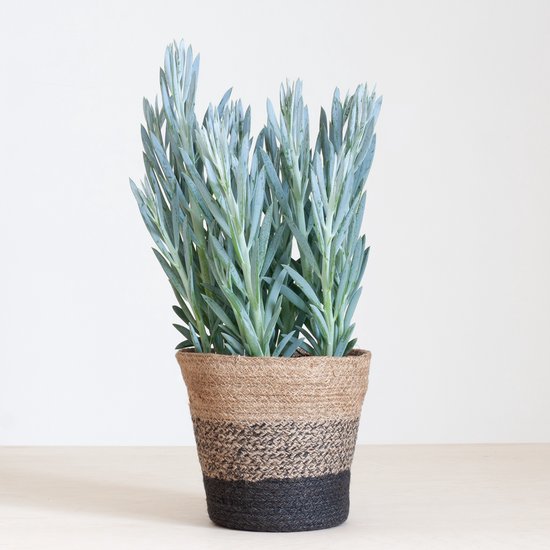 Curio Mount Everest - Senecio Ficoides - P17 | bol.com