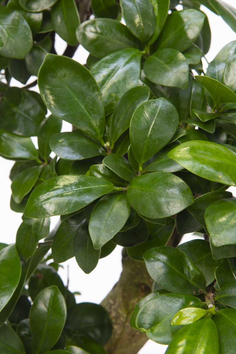 WL Plants - Ficus Microcarpa Ginseng - Bonsai - Bonsai Boompje ...
