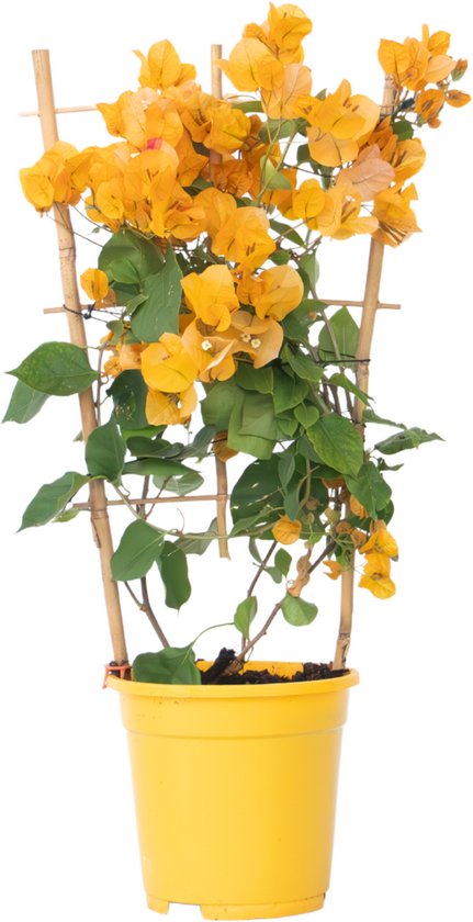 Plant in a Box - Bougainvillea 'Dania' - Bougainvillea op rek - Gele ...