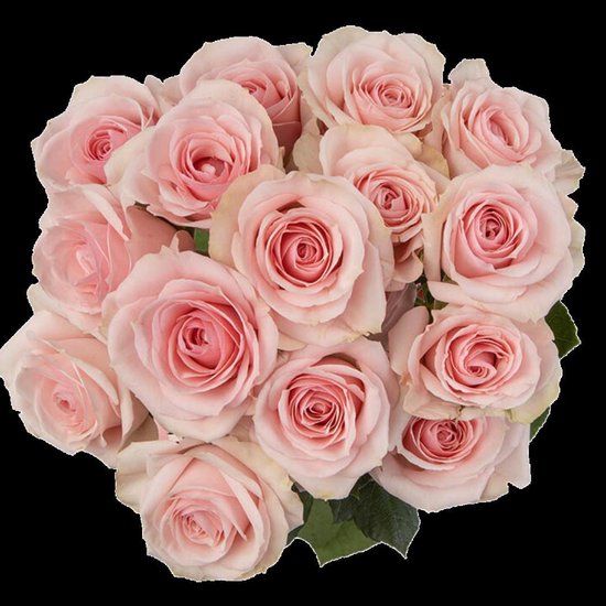 10x Rosa star blush 50cm | bol