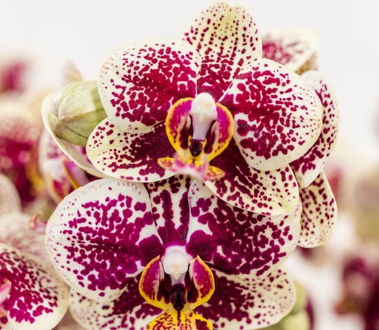 Green Harmony | Geel rode phalaenopsis orchidee - Spain in Retro ...