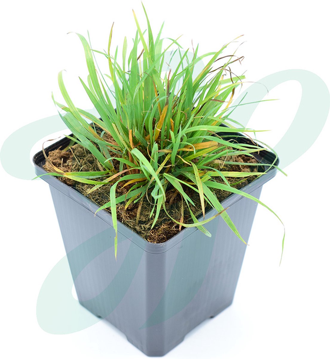 100 x Calamagrostis brachytricha - Diamantgras in 9x9cm pot met hoogte ...