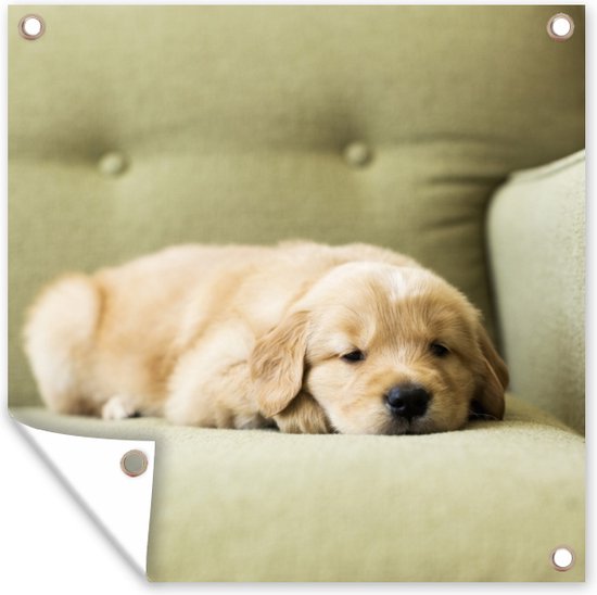 Tuin poster Een slapende Golden Retriever puppy op de bank - 200x200 cm ...
