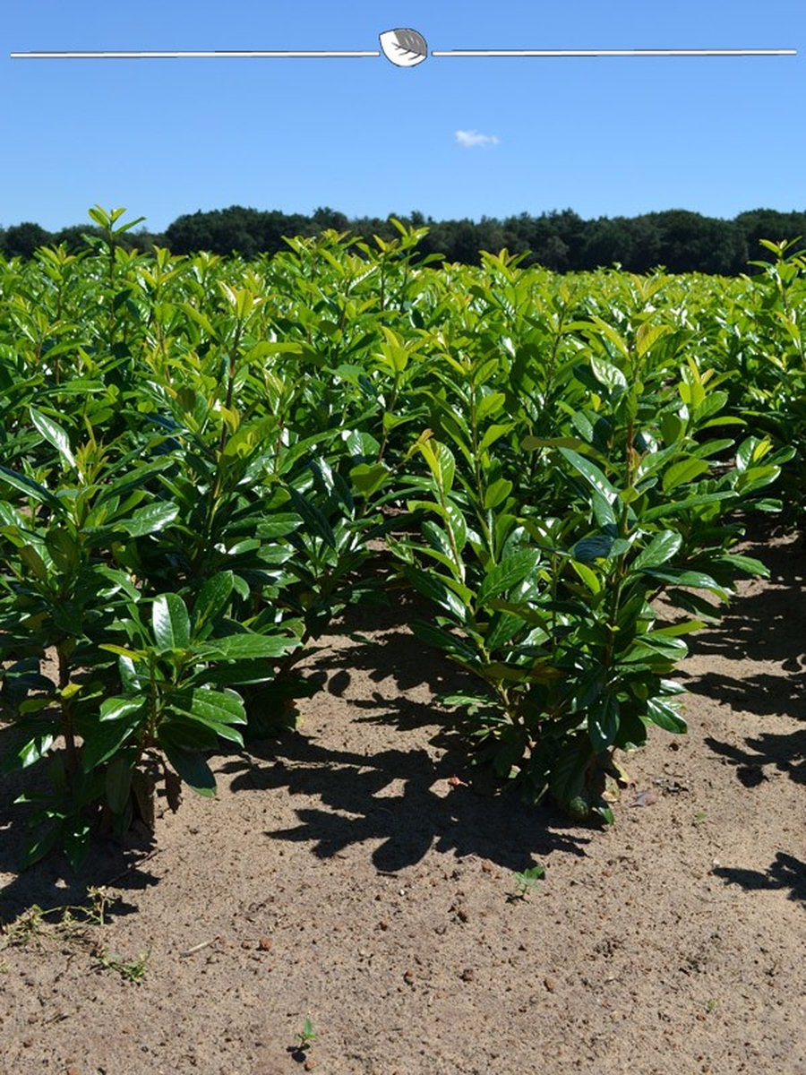 Laurier Prunus Novita 100-120 cm in Pot, 30x Haagplant | bol.com