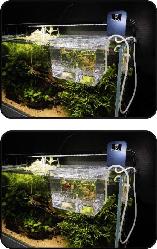 PolkaHome Kweekbakje vissen - Vissen kweekbakje - Aquarium voor ...