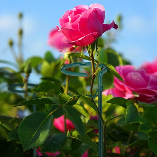 Relaxdays plantensteunen - set van 10 - 80 cm - ring - metaal ...