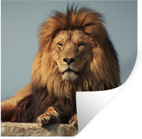Muurstickers - Sticker Folie - Leeuw - Rots - Portret - 100x100 cm - Plakfolie -... | bol