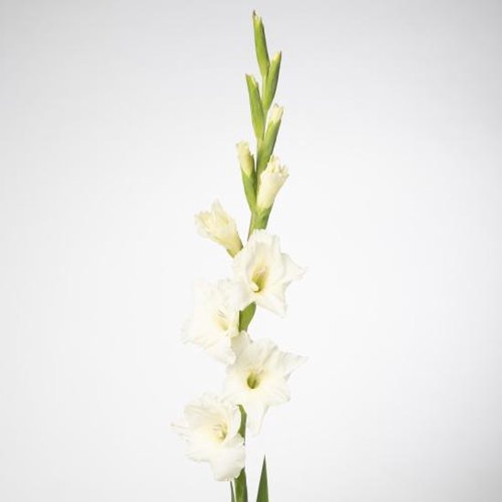 10x Gladiolus bra val 80cm | bol