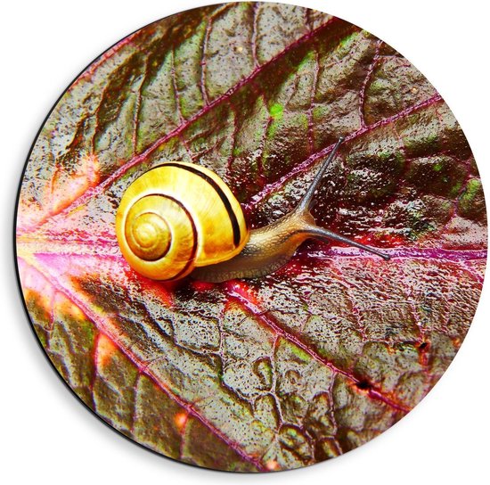 Dibond Wandcirkel - Gele Slak op Rood Blad - 40x40cm Foto op Aluminium ...