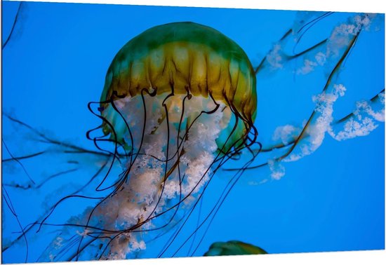 Dibond - Groene Kwal met Tentakels - 150x100cm Foto op Aluminium ...