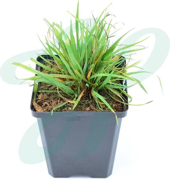 100 x Calamagrostis brachytricha - Diamantgras in 9x9cm pot met hoogte ...