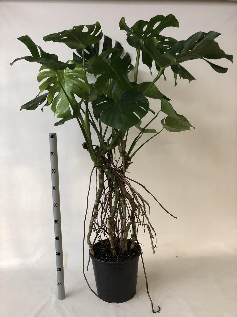 Monstera - Deliciosa - plant - kamerplant - groen - groot - gatenplant ...