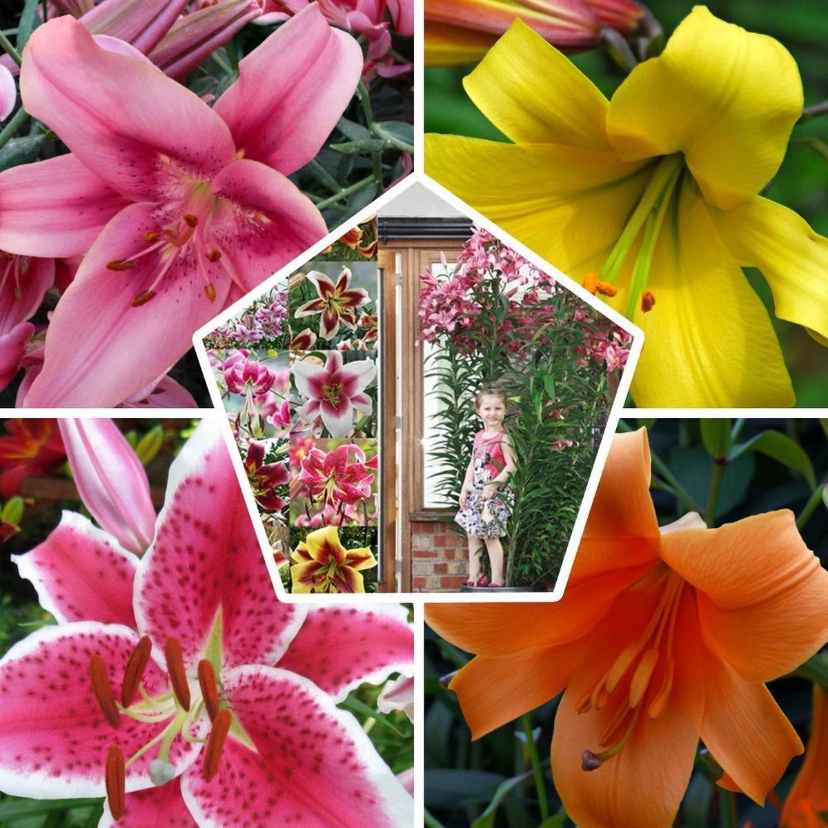 Lelie (Lilium) OT (Giant/Tree) Collectie Mix | 15 bloembollen pakket ...