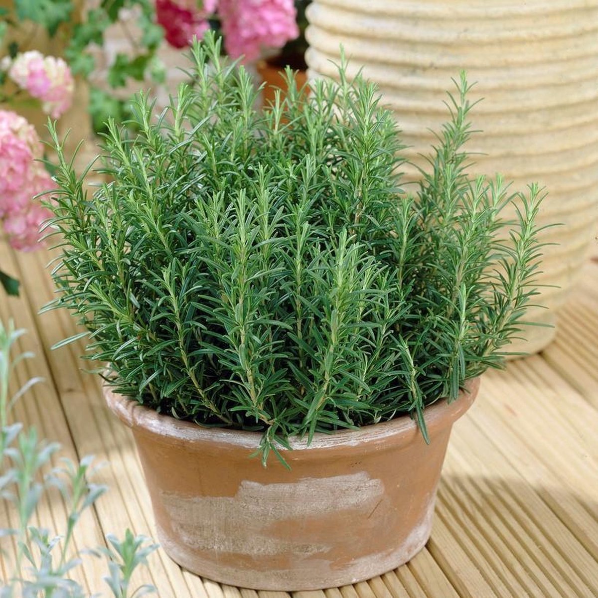 12 x Rosmarinus officinalis - Romarin en pot 9x9cm (prix unique 3,99 ...