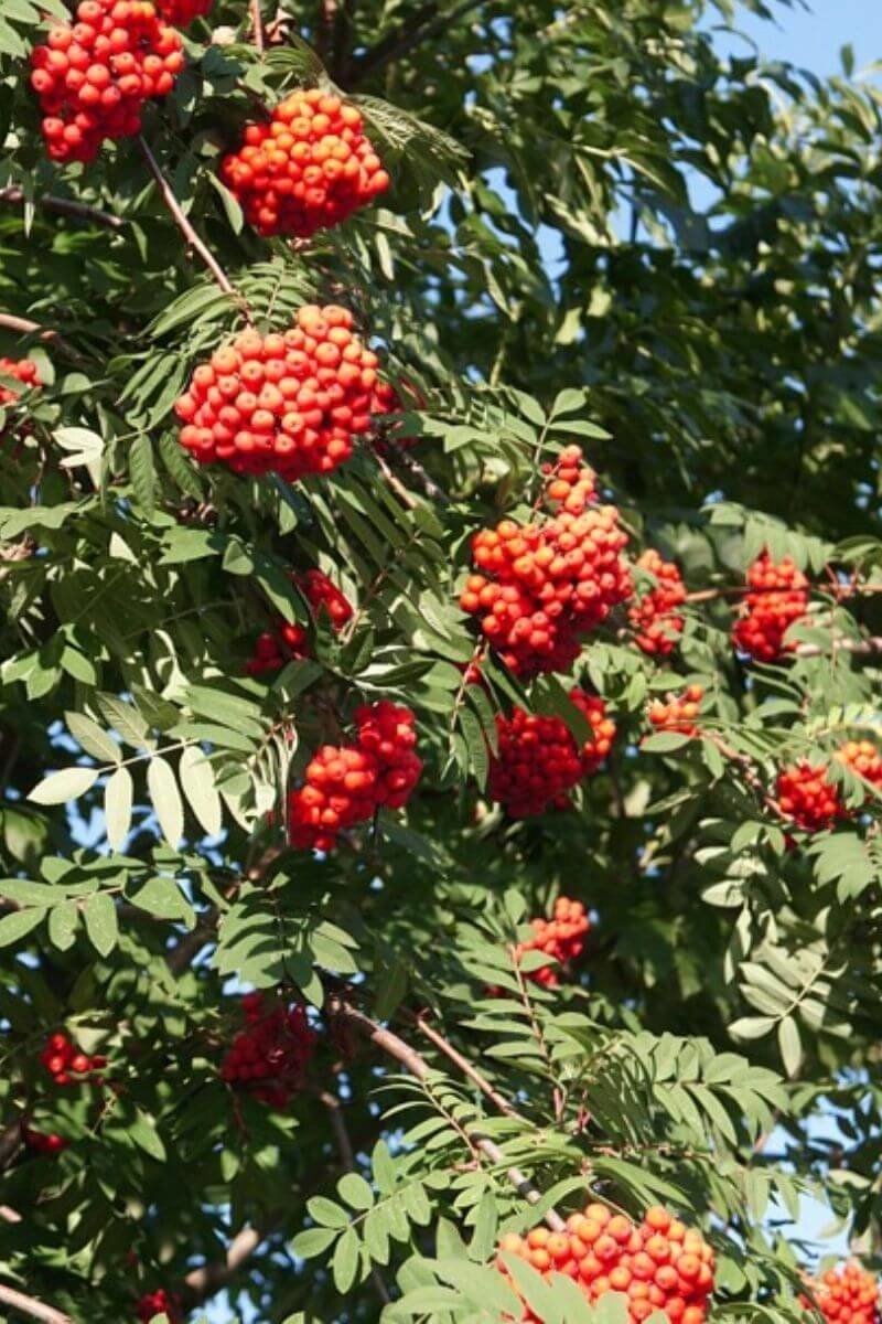 Jonge Lijsterbes boom | Sorbus aucuparia edulis | 100-150cm hoogte | bol