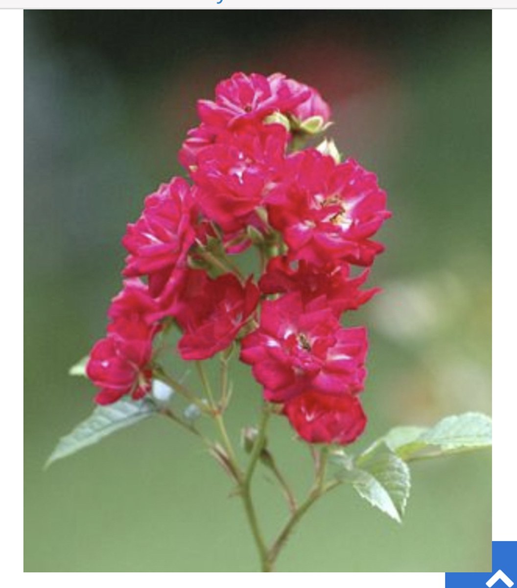 Rosa 'Rote The Fairy' - POLYANTHA ROOS 'ROTE FAIRY', STRUIKROOS in pot ...