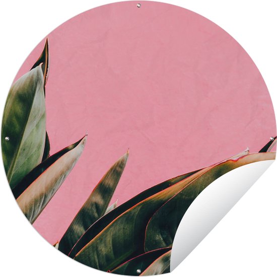 Garden Circle Plantes - Feuilles - Lady's Tongue - Rose - Tropical ...