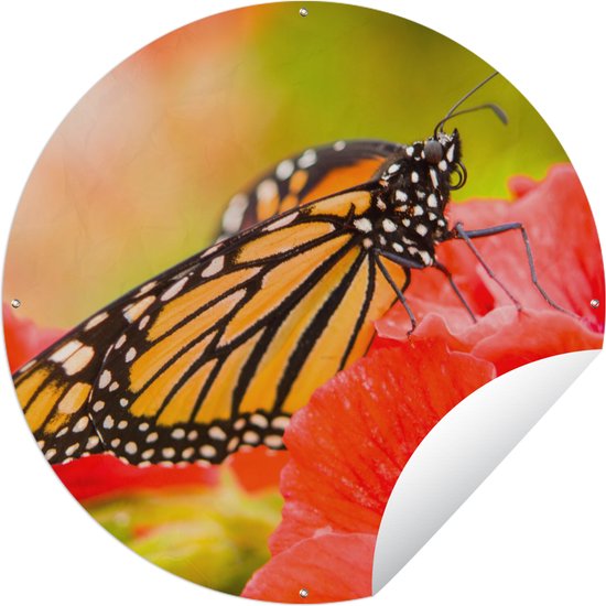 Tuincirkel Bloemen - Vlinders - Monarch - 60x60 cm - Ronde Tuinposter ...