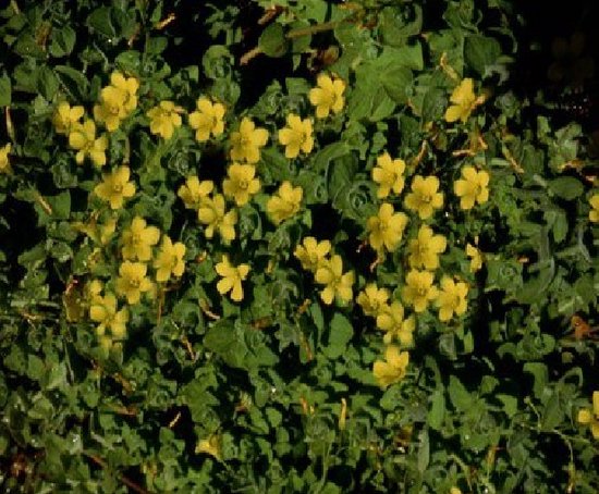 Moeras Hertshooi (Hypericum elodes palustris) - Vijverplant - 3 losse ...
