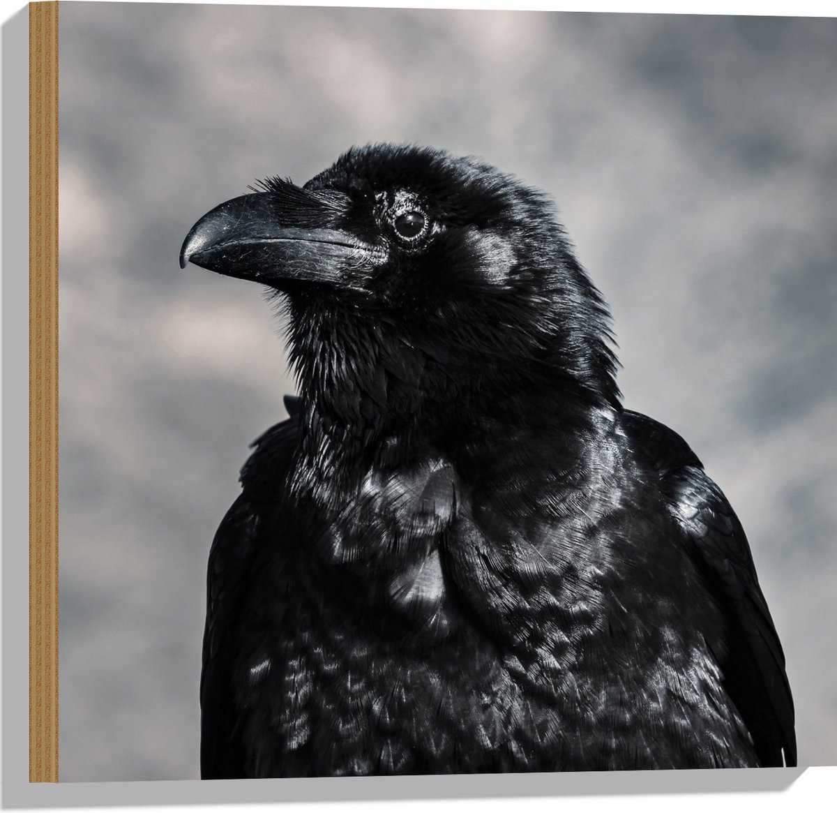 WallClassics - Hout - Zwarte Raaf van Dichtbij - 50x50 cm - 12 mm dik ...