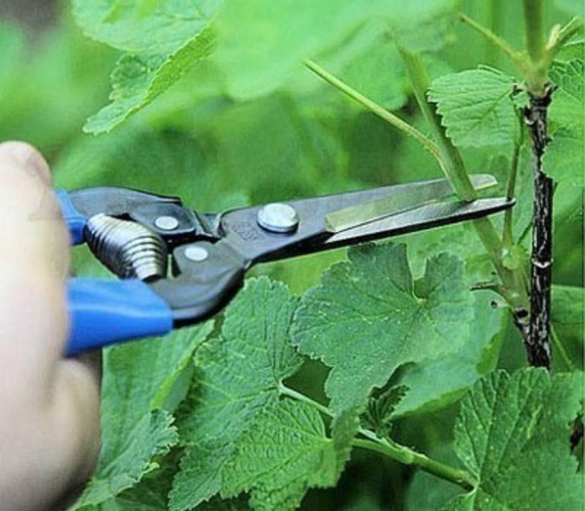 Professionele schaar voor fruit te knippen ARS 300L-BLAUW | bol