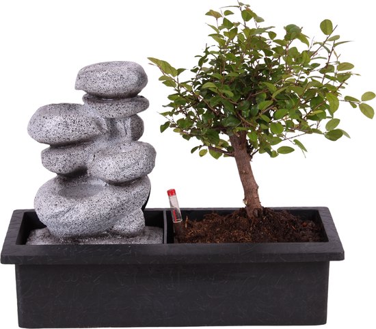 Plant in a Box - Bonsai boompje 'Balance Stones' met stromende waterval ...