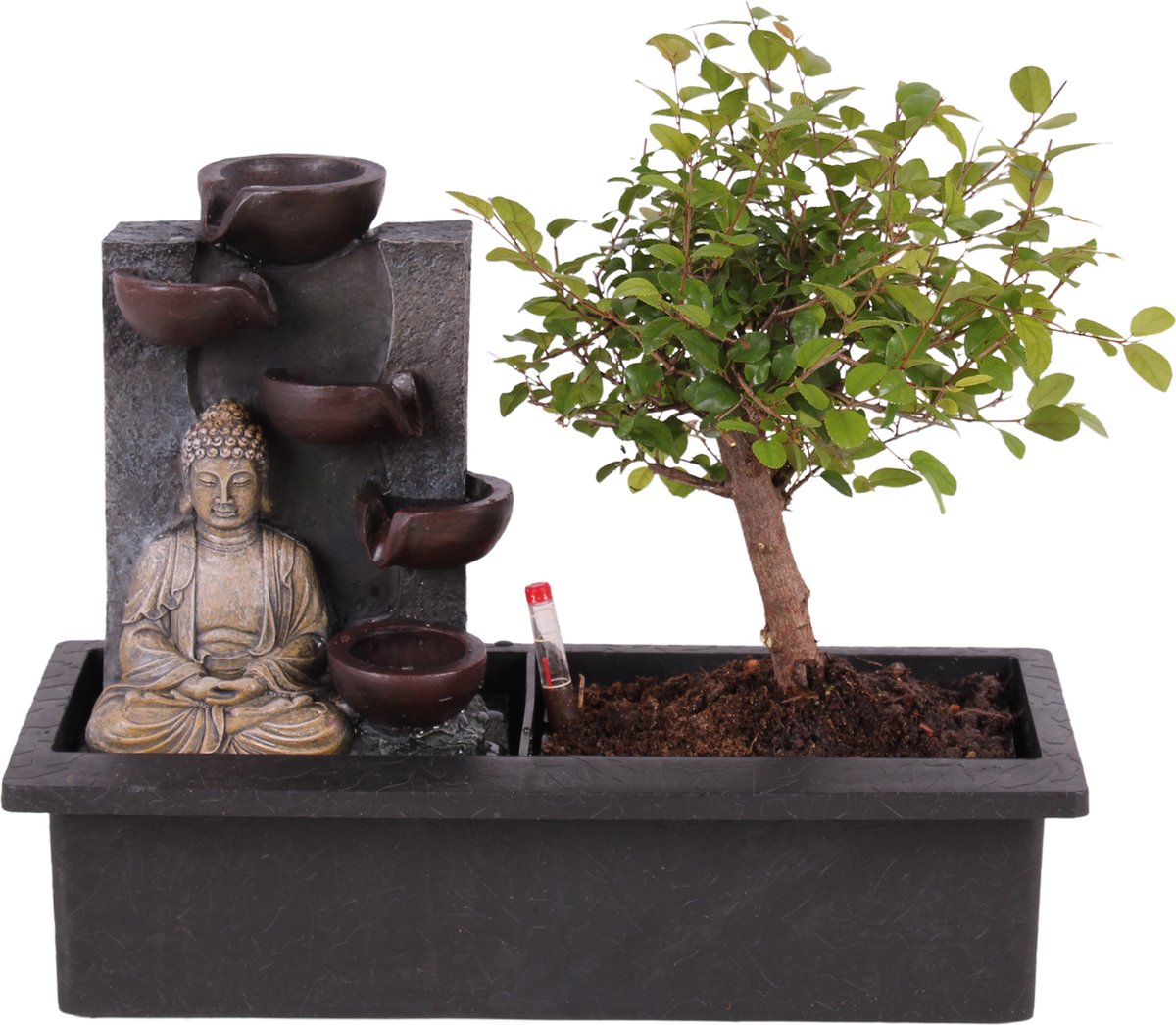 Plant in a Box - Bonsai boompje 'Buddha' met stromende waterval ...
