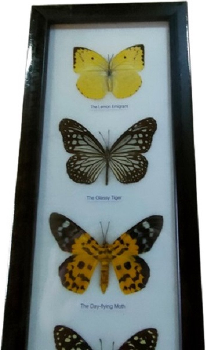 vlinder-vlinders in lijst-insect-insecten-opgezette-vlinders-fotolijst ...