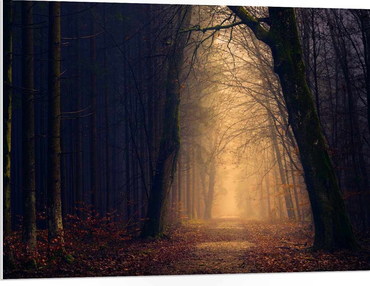 WallClassics - PVC Schuimplaat- Mysterieus licht in Duister Bos ...