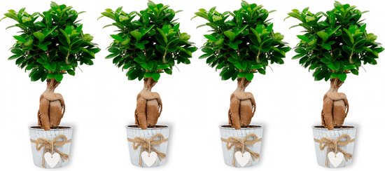 WLplants - 4x Ficus Ginseng - Bonsai – Kamerplant – Bonsai boompje - ± ...
