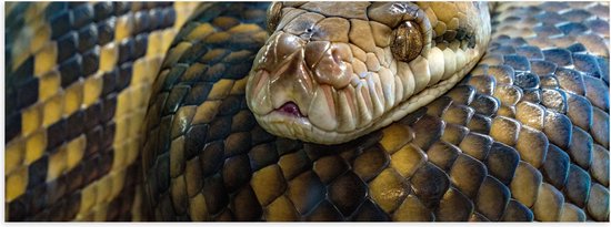 WallClassics - Poster (Mat) - Opgerolde Slang - Morelia Amethistina ...