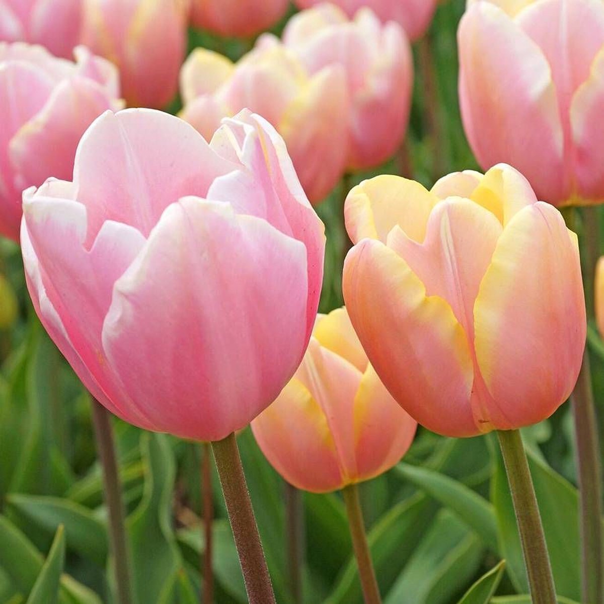 40 Tulp Mango Charm | bol