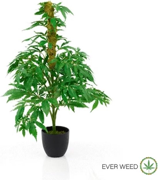 Nep Wietplant Met Top - 60cm | bol