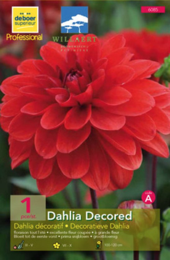 Dahlia (deco) 'Decored' | bol
