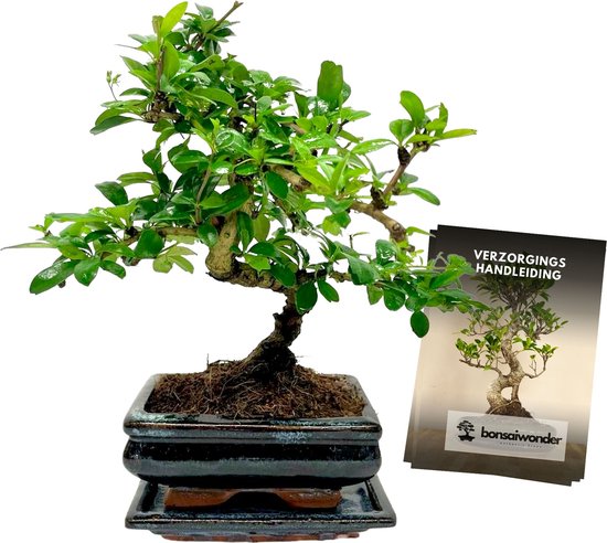 Bonsaiwonder - S-vormig Carmona - Bonsai boompje - Hoogte: 30cm, Ø 17cm ...