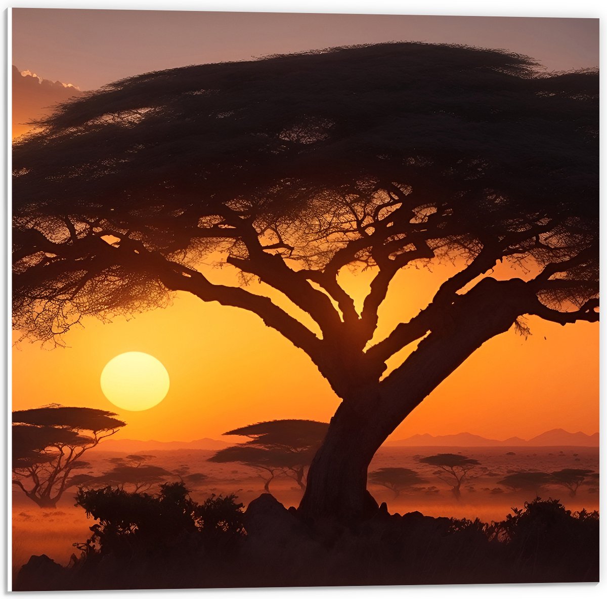 PVC Schuimplaat - Silhouet van Grote Acacia Boom op Savanne tijdens ...