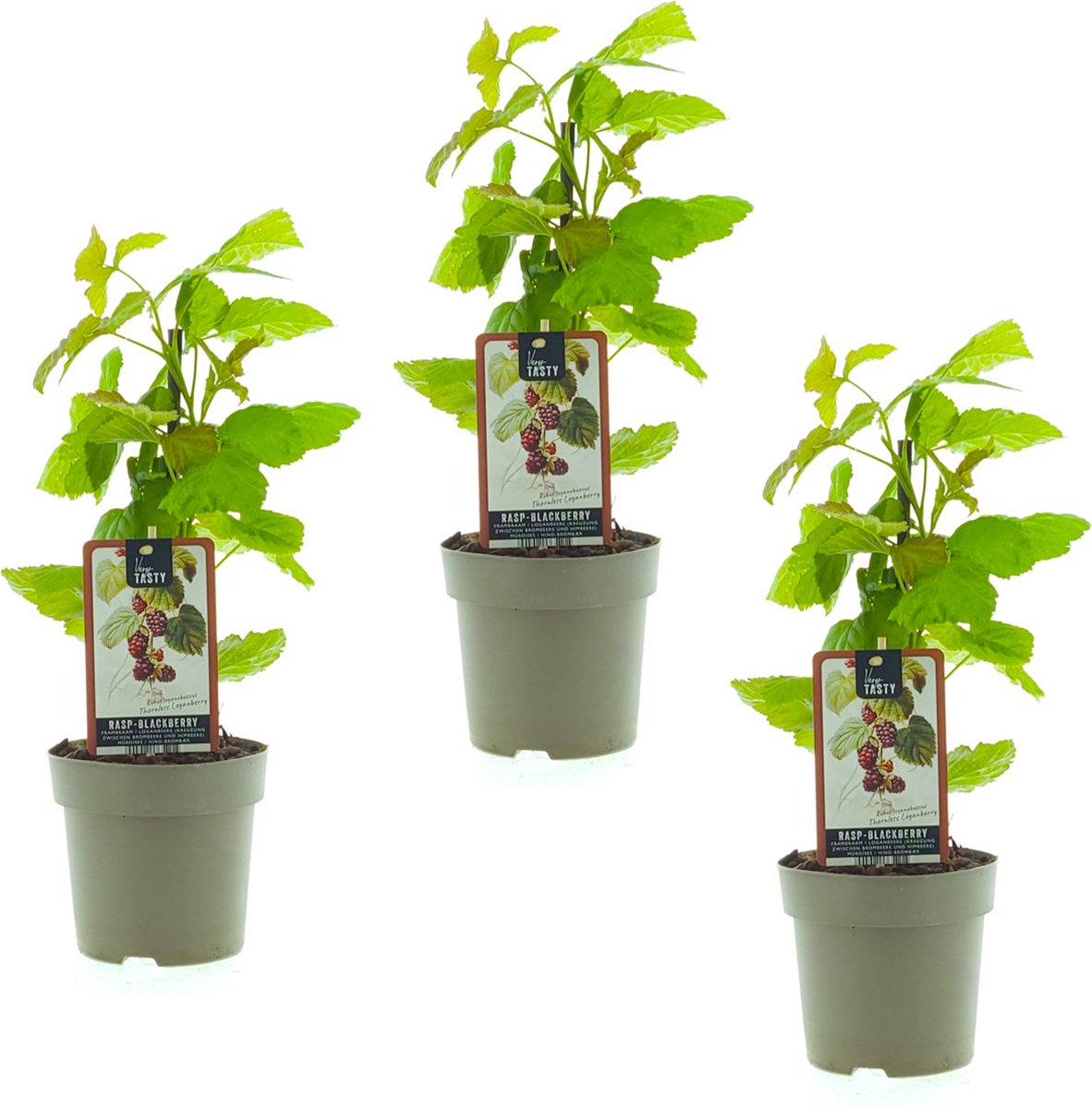Loganbes - Rubus fruticosus Thornless 'Loganberry' - kruising braam met ...