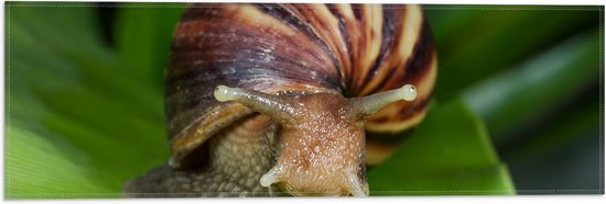 Vlag - Slak met gestreepte schelp zit op blad in een tuin - 60x20 cm ...